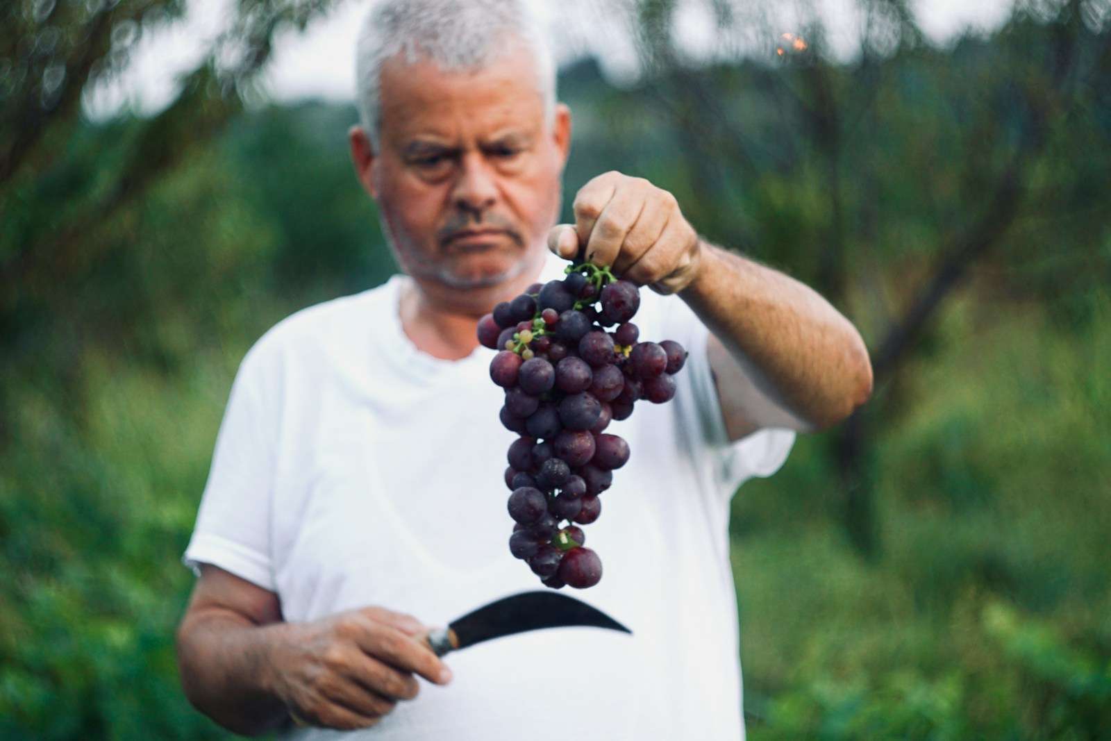 Wine Making Process Explained: From Grape to Glass