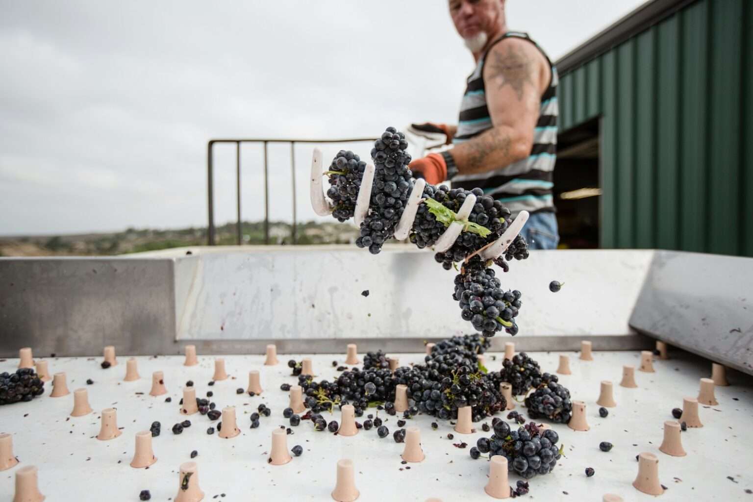 Wine Making Process Explained: From Grape to Glass