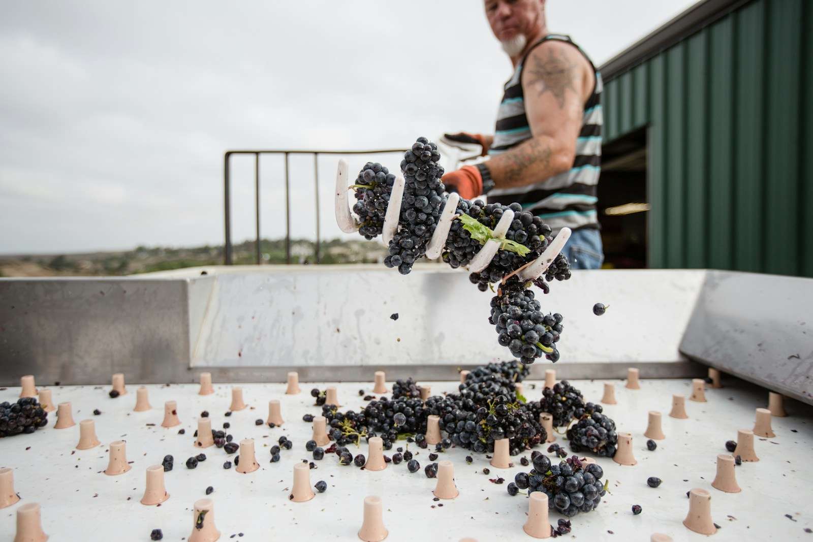 Wine Making Process Explained: From Grape to Glass