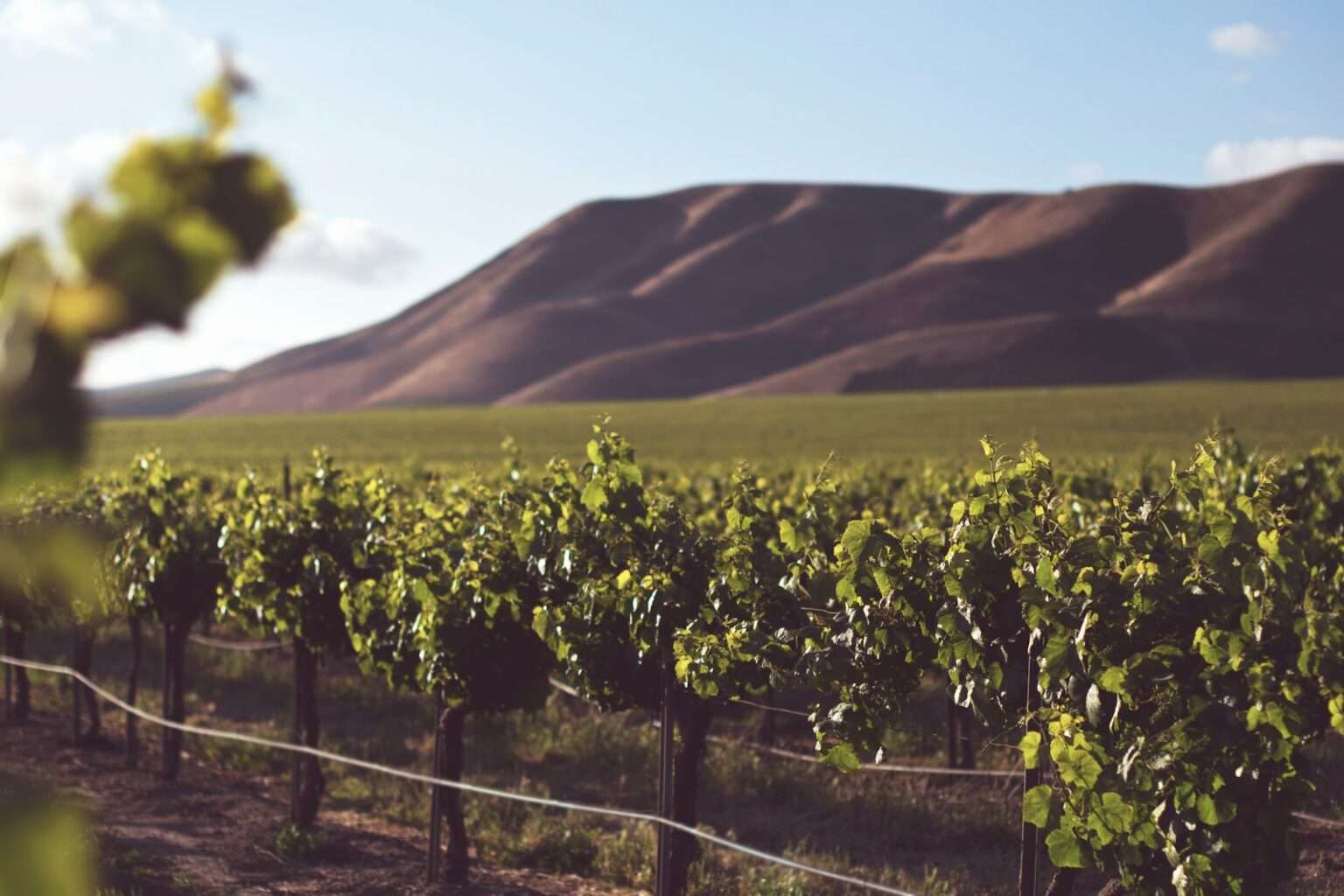 Wine Making Process Explained: From Grape to Glass