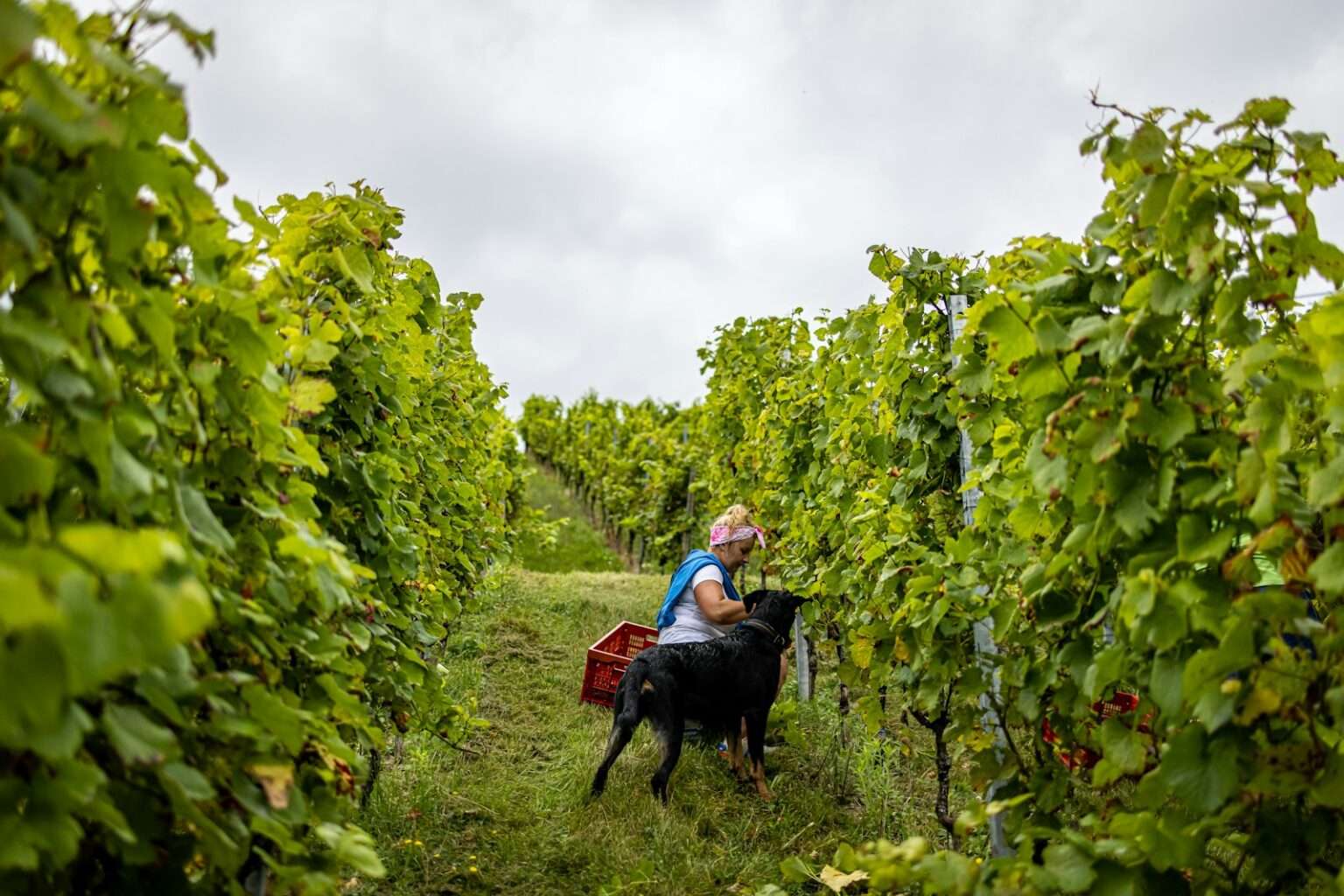 Wine Making Process Explained: From Grape to Glass