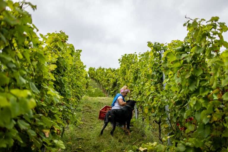 Wine Making Process Explained: From Grape to Glass