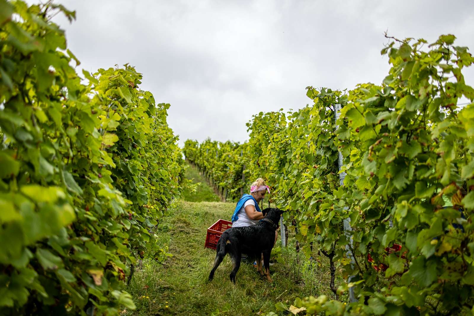 Wine Making Process Explained: From Grape to Glass