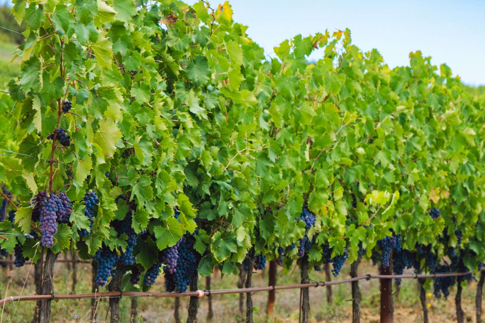 11 Bold Red Wines You Need to Try Now
